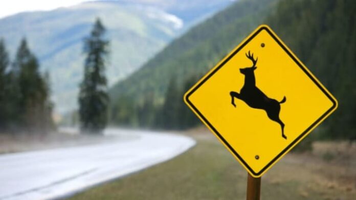 15 Common Road Hazards Every Driver Will Face And How To Handle Each ...